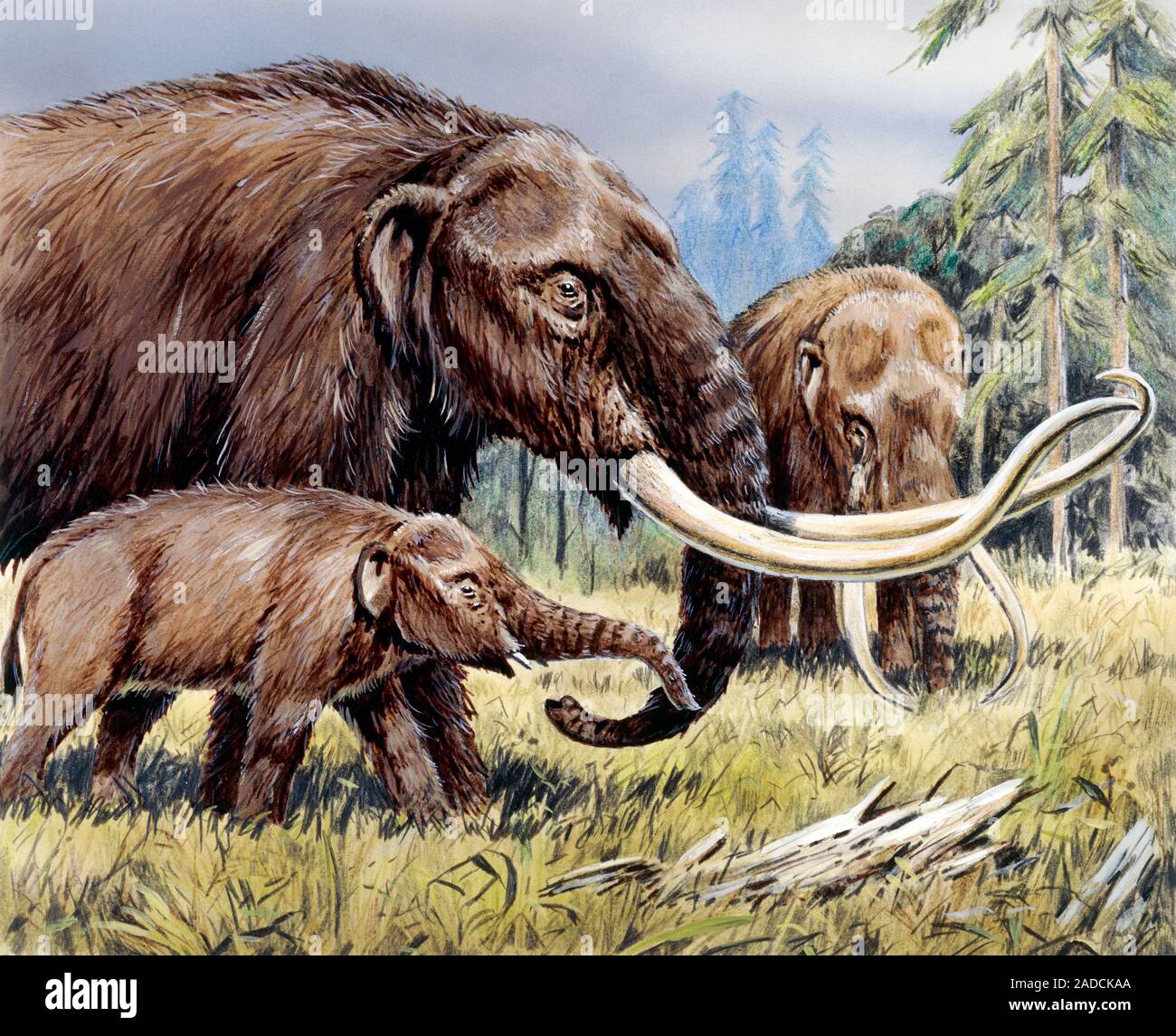 Prehistoric Amerioca