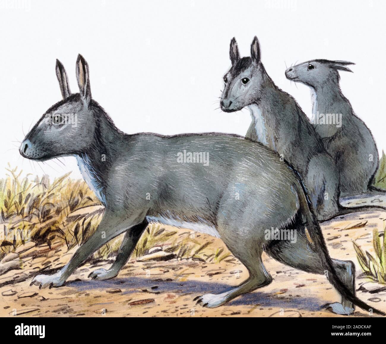 Protypotherium, illustration. This extinct prehistoric mammal is an ...