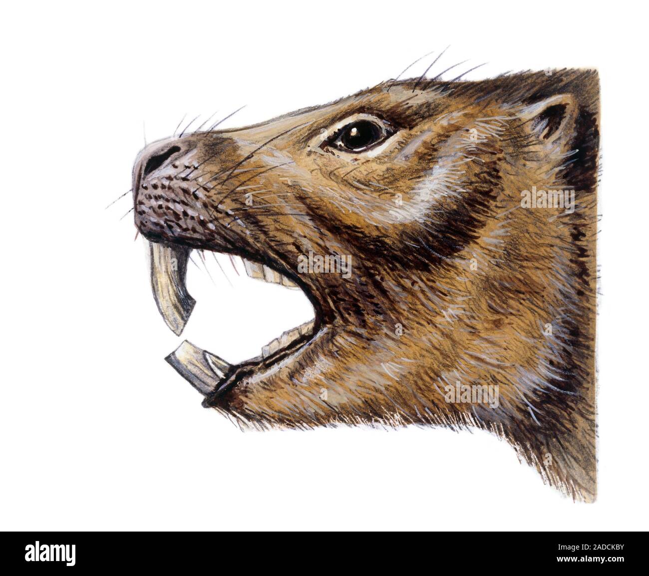 Mesotherium, illustration. This extinct prehistoric mammal, similar in ...