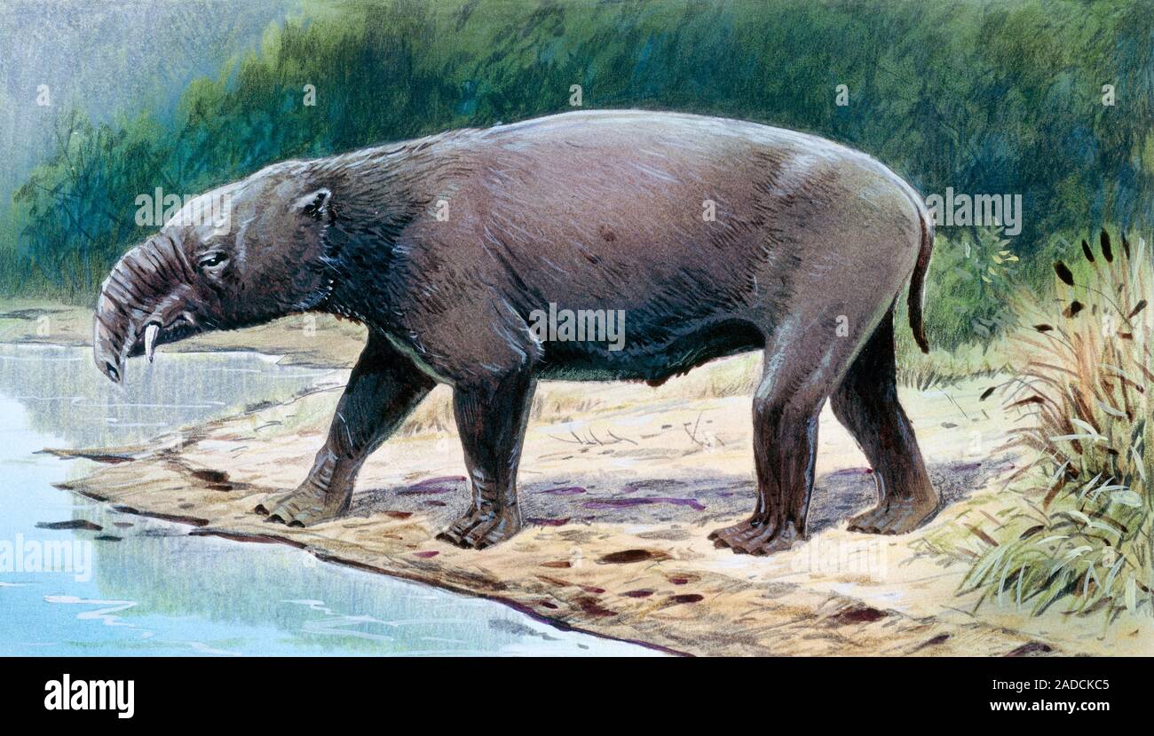 Astrapotherium, illustration. This extinct prehistoric mammal was a ...