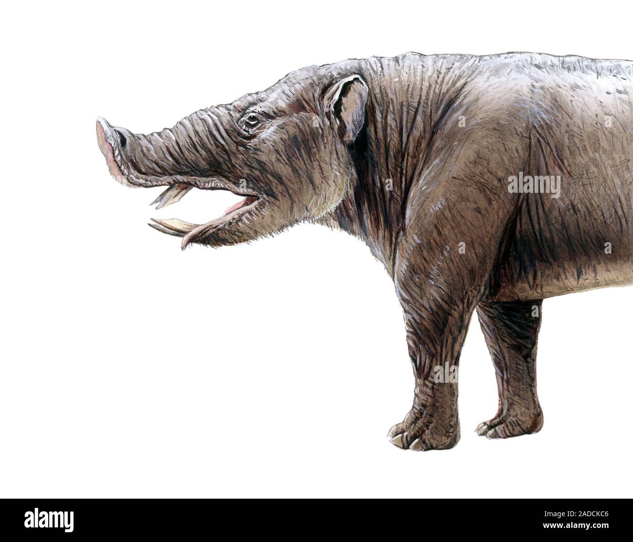 Pyrotherium, illustration. This extinct prehistoric mammal was an ...