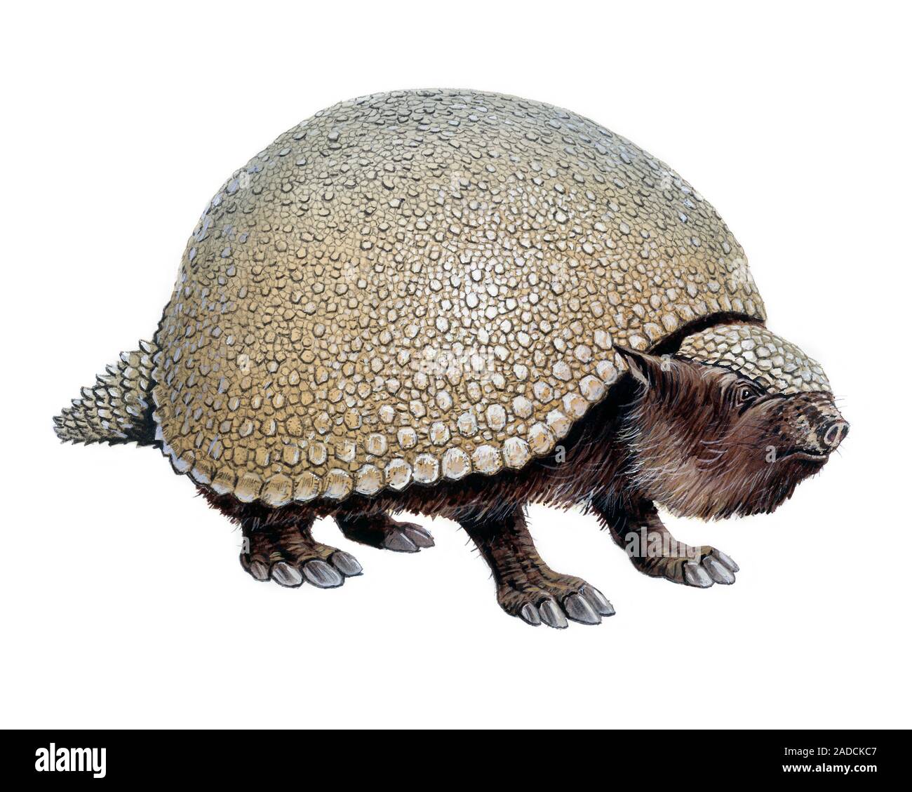 Glyptodon, illustration. This extinct prehistoric mammal is related to ...