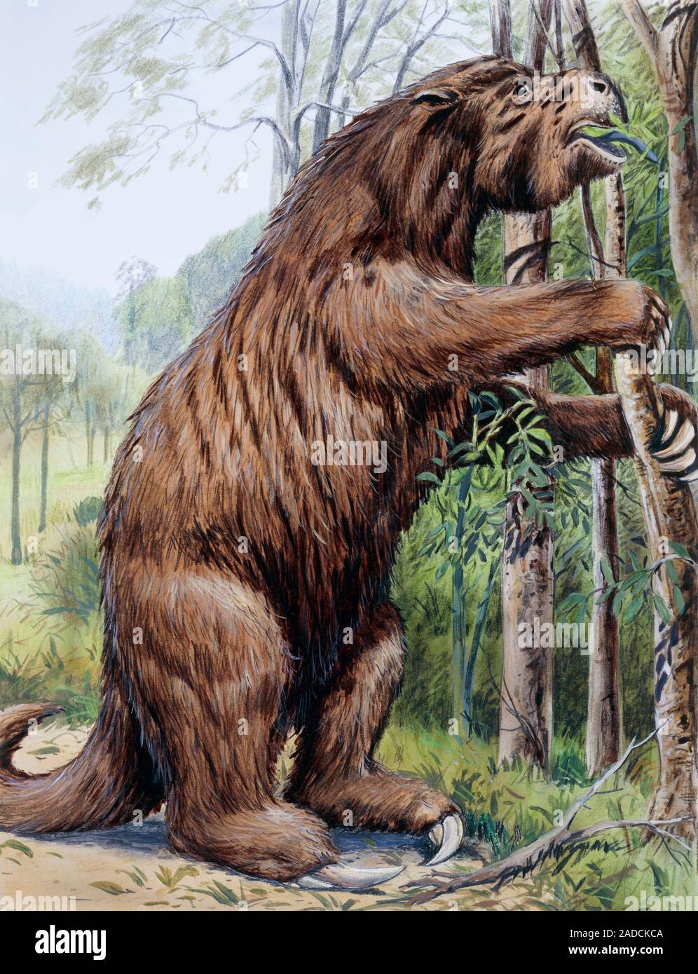 Megatherium, illustration. This large, extinct ground sloth lived from ...