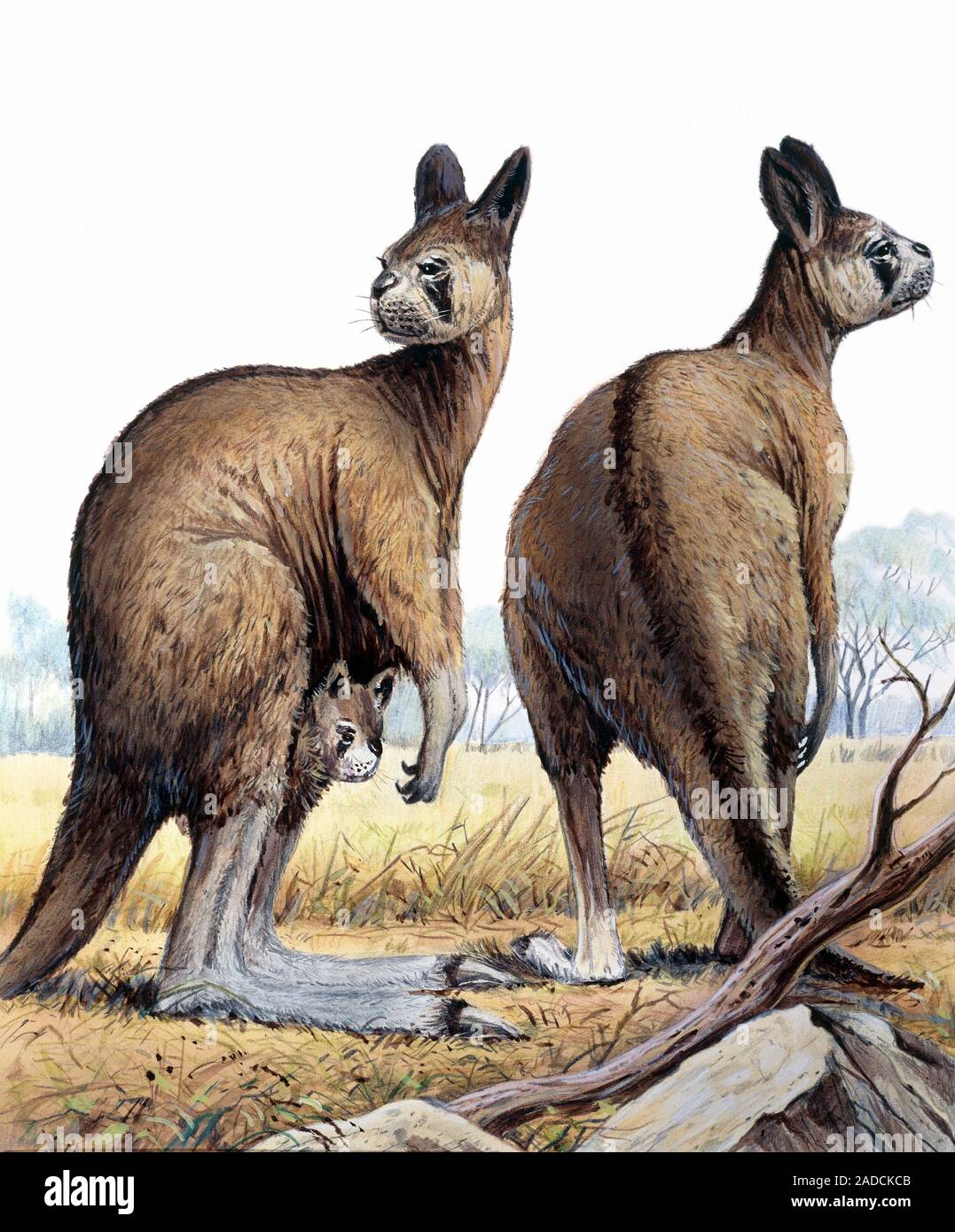 Procoptodon prehistoric kangaroo, illustration. This extinct prehistoric marsupial lived in ...