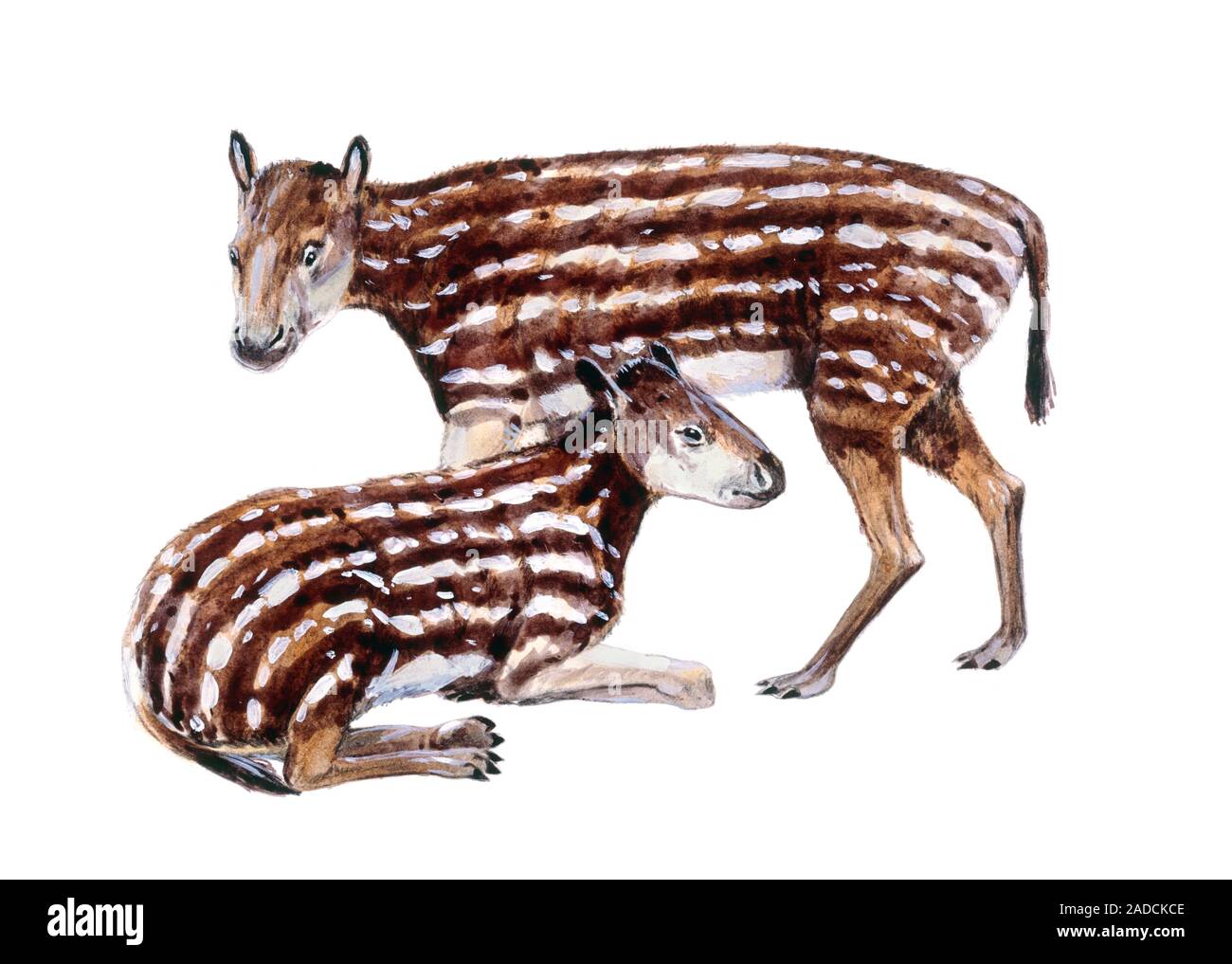 Heptodon, illustration. This extinct prehistoric mammal was a tapir ...