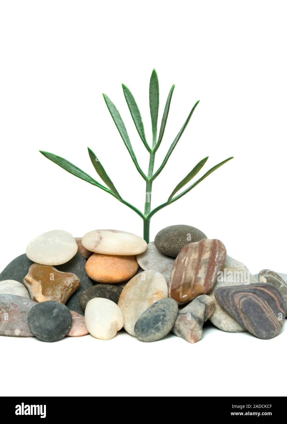 Shoot of tree growing from pebbles isolated on white background Stock ...