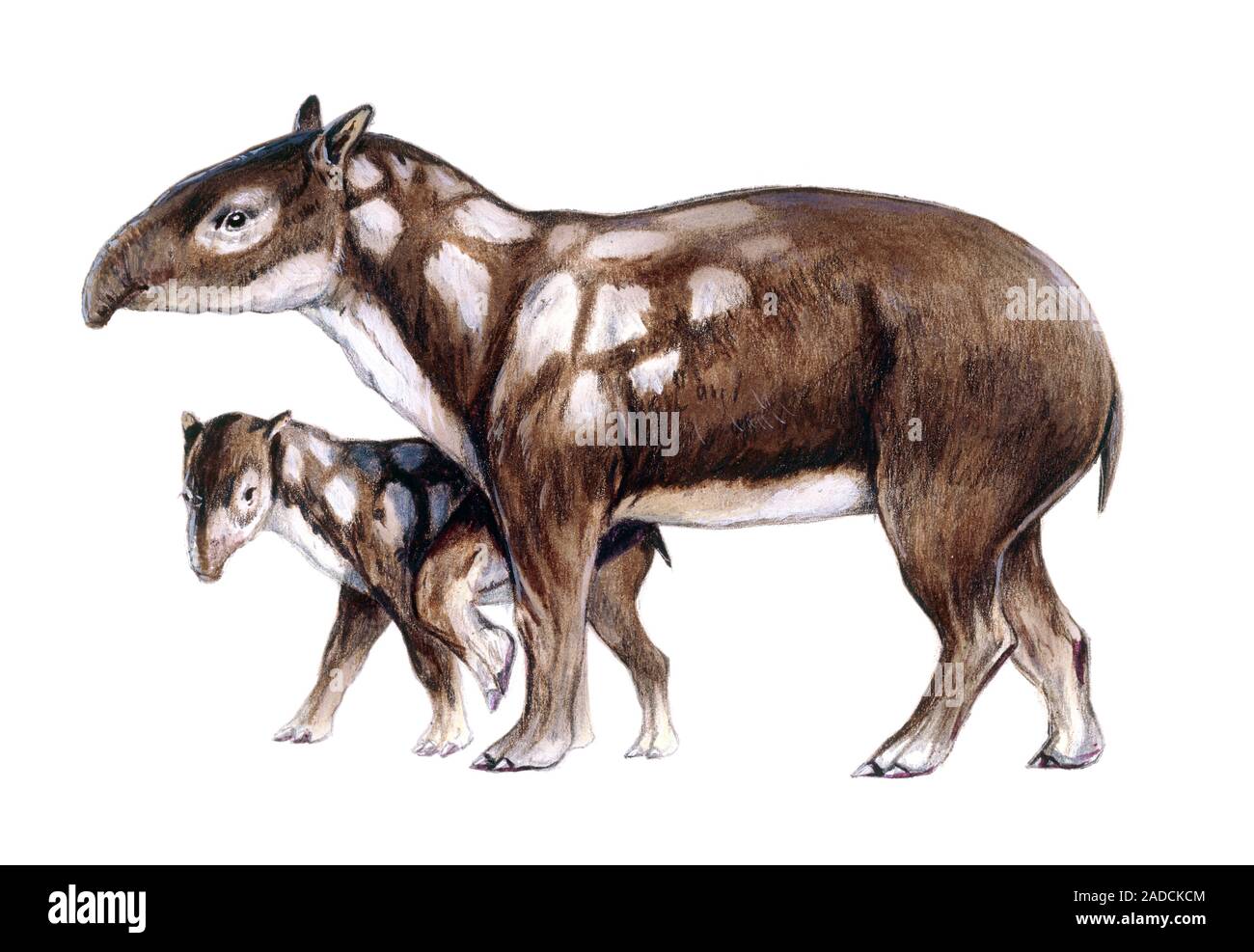 Teleoceras, illustration. This extinct prehistoric mammal was a ...