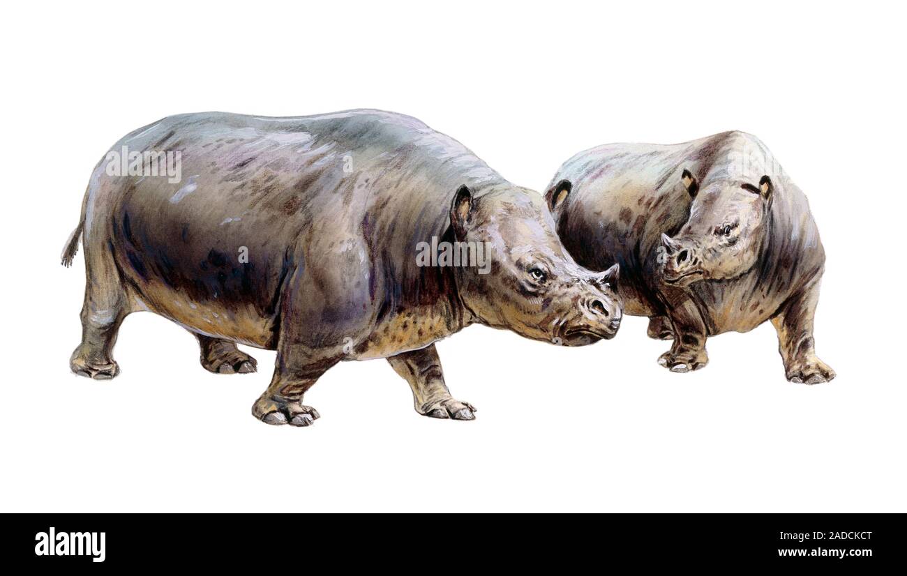Palaeotherium, illustration. This reconstruction shows this extinct ...