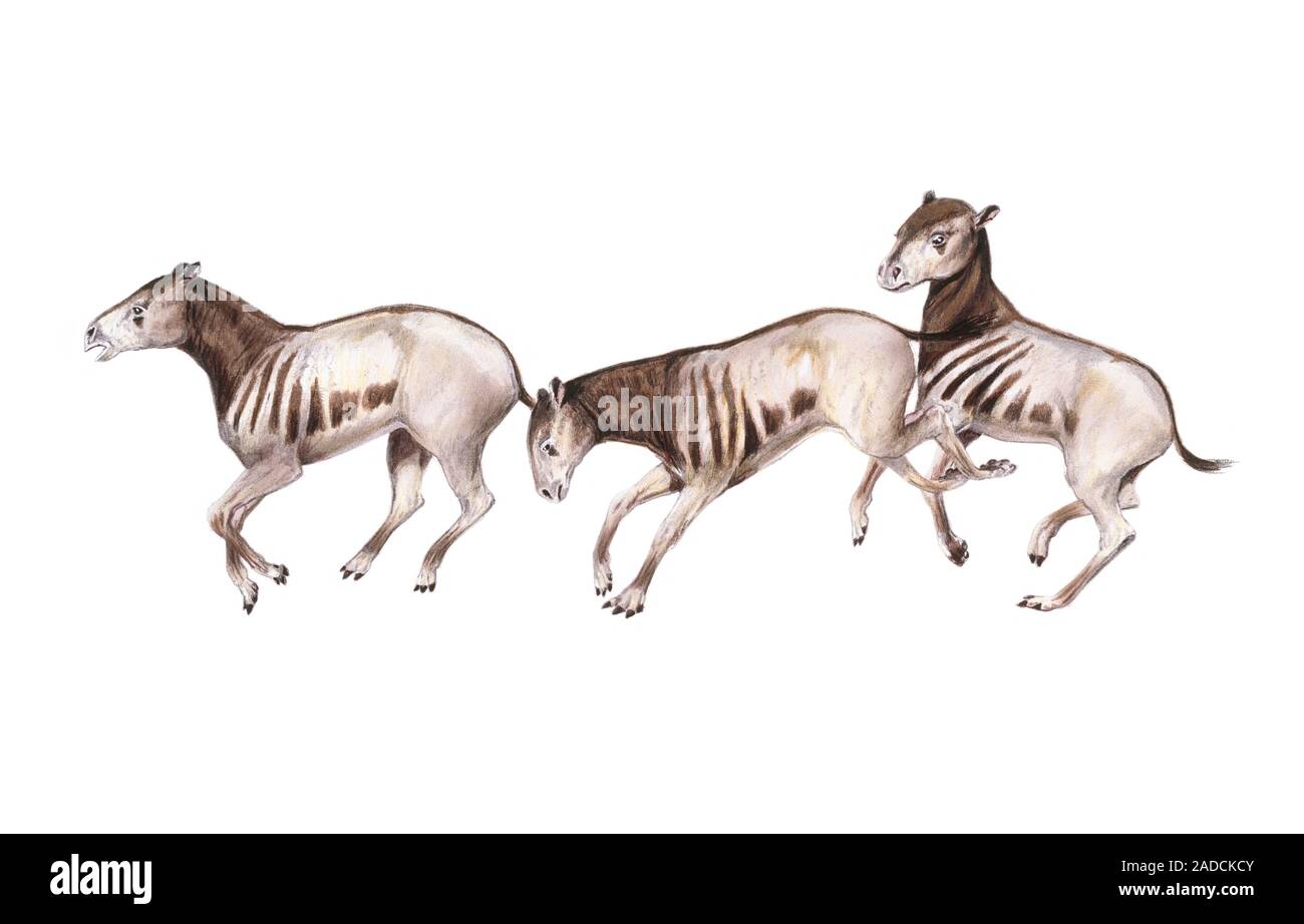 Eotitanops, illustration. This extinct prehistoric mammal is an example ...