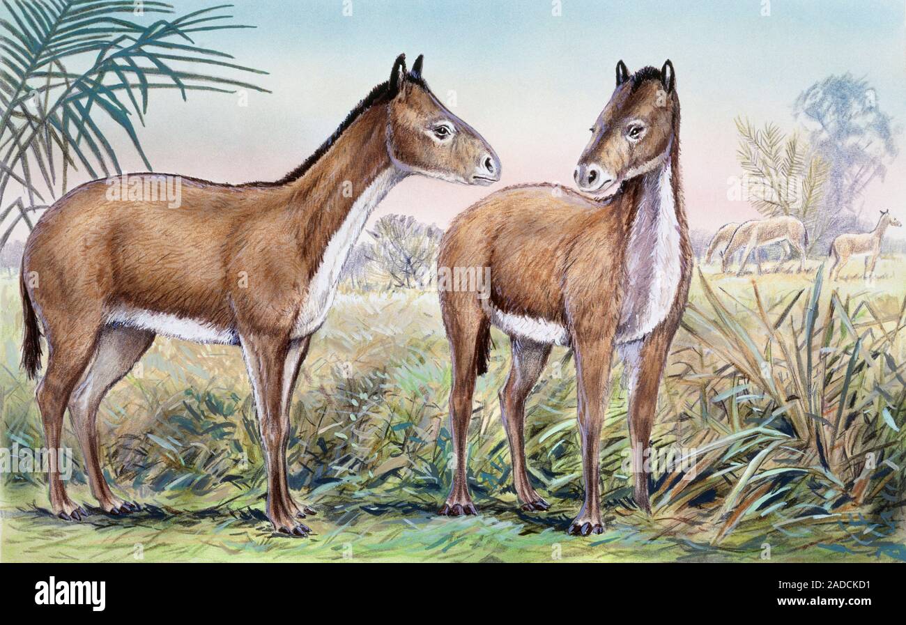 Prehistoric Horse Equus Alaskae Prehistoric Horse