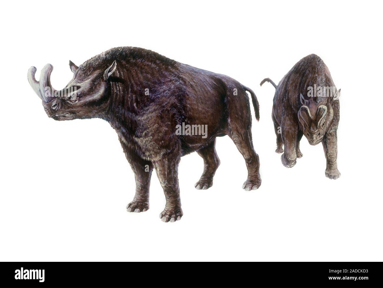 Megacerops, illustration. Formerly known as Brontotherium, this extinct ...
