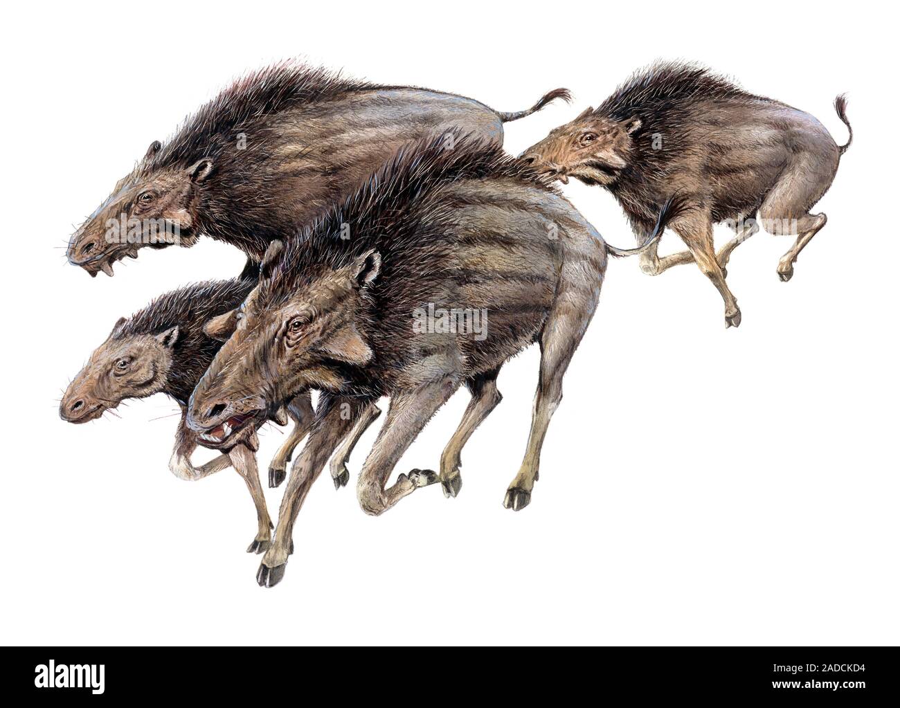 Entelodon, illustration. This extinct prehistoric mammal is an example ...
