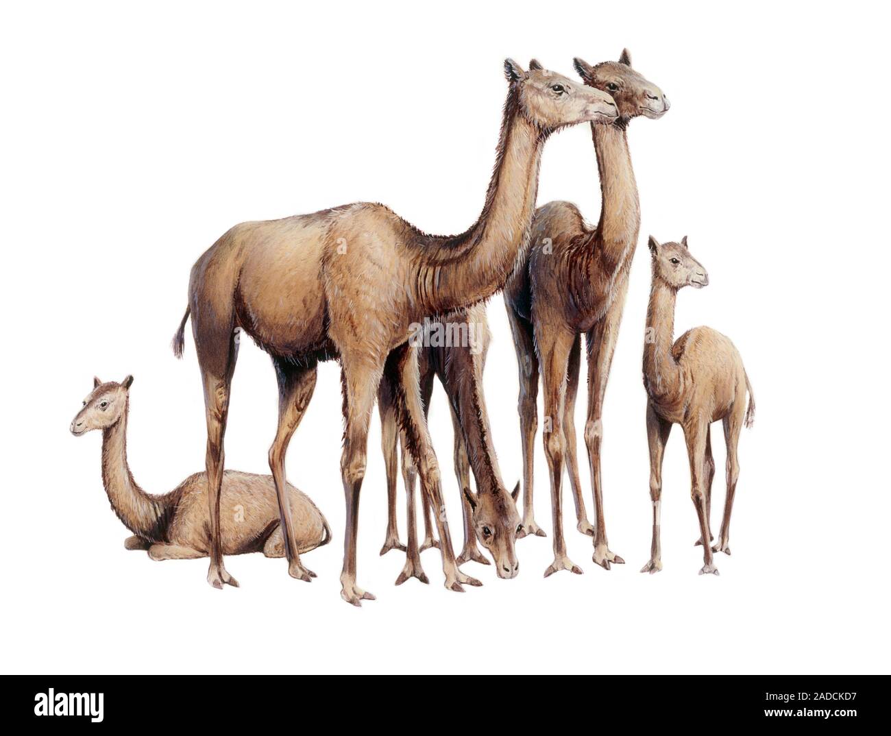 Oxydactylus prehistoric camel, illustration. This extinct prehistoric ...
