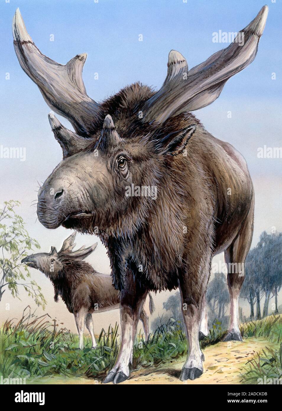 Sivatherium, illustration. This extinct prehistoric mammal is an ...