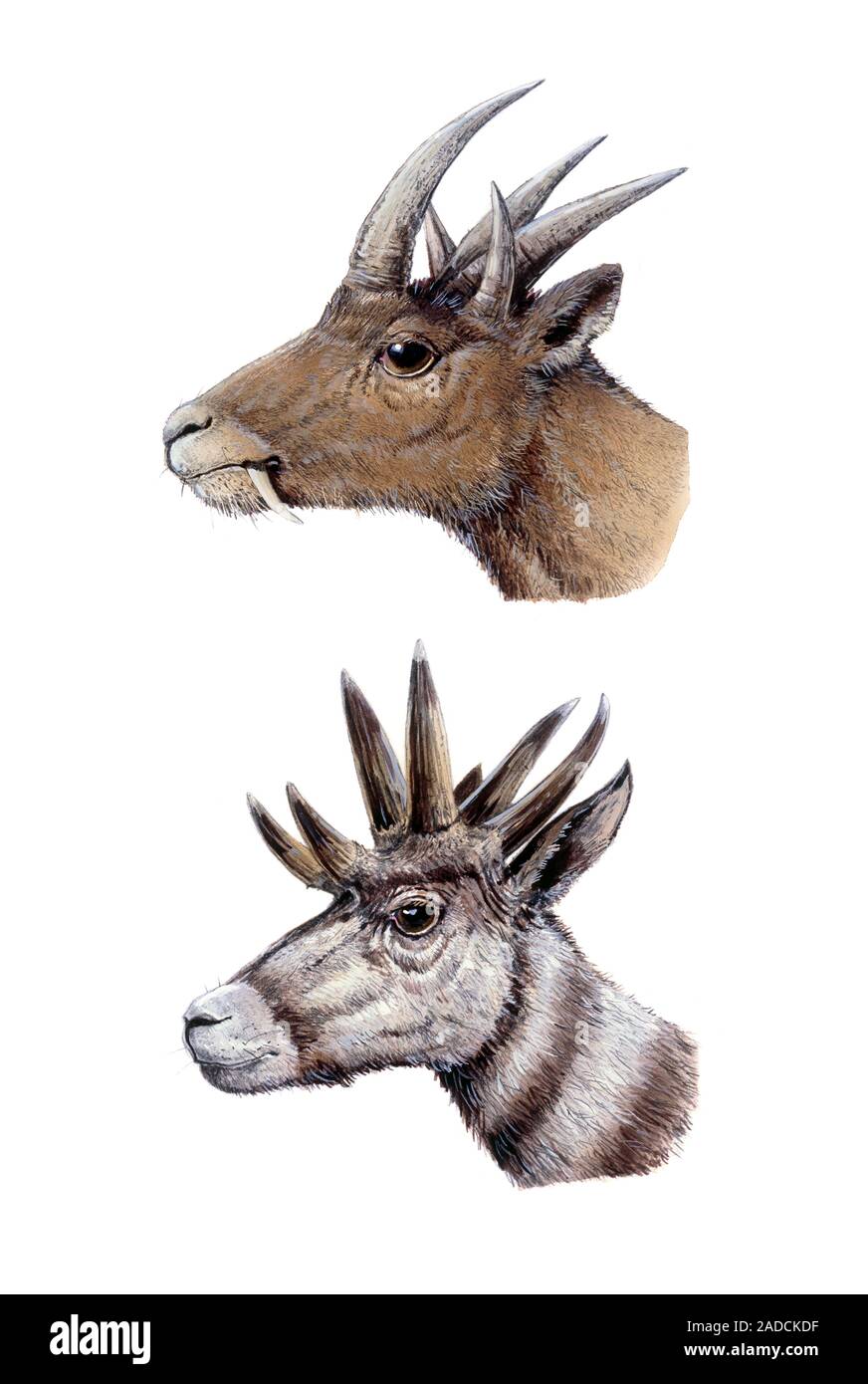 Hoplitomeryx and Hexameryx, illustration. These extinct prehistoric ...