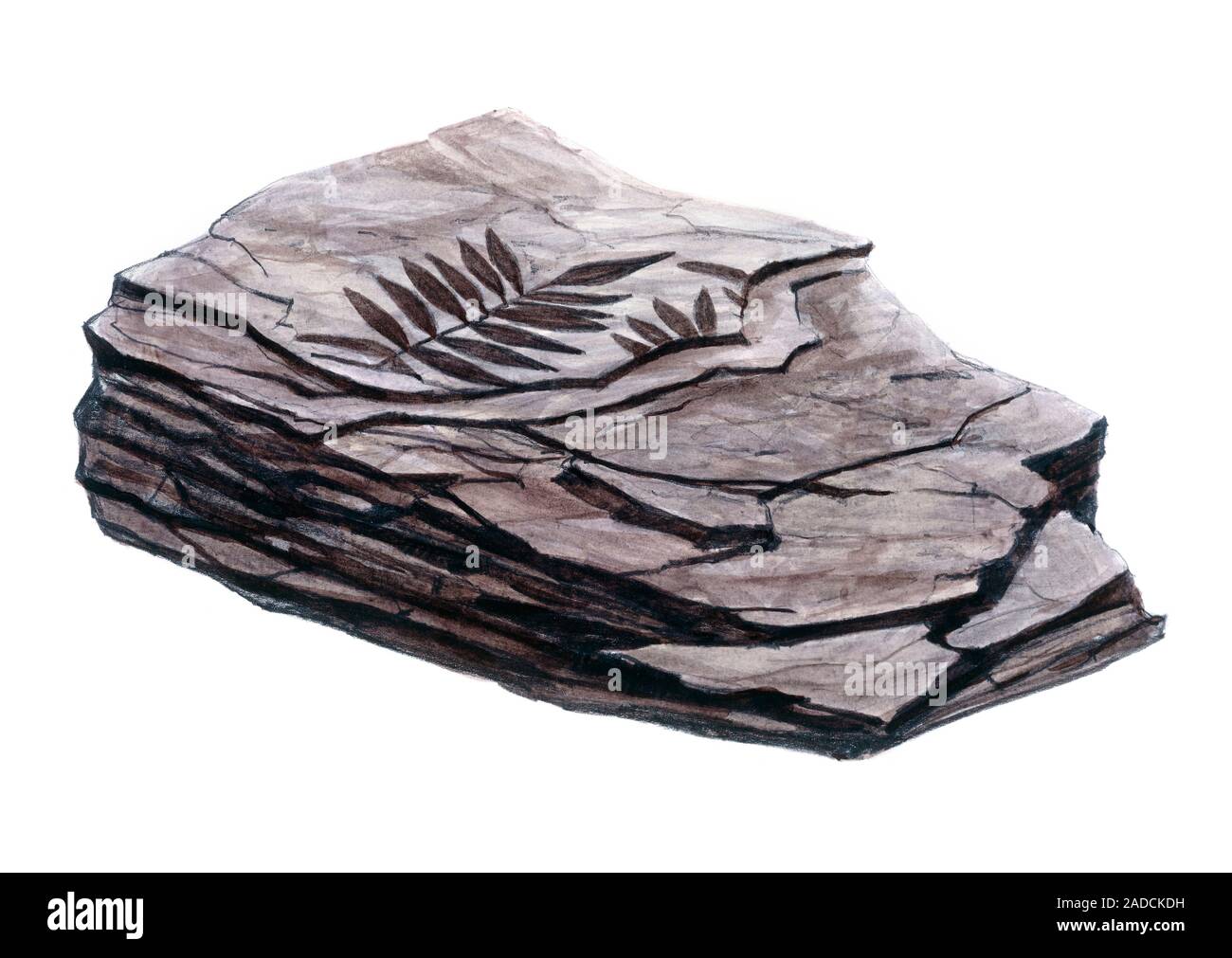 Mudstone containing fossils, illustration. Mudstones and shales are ...