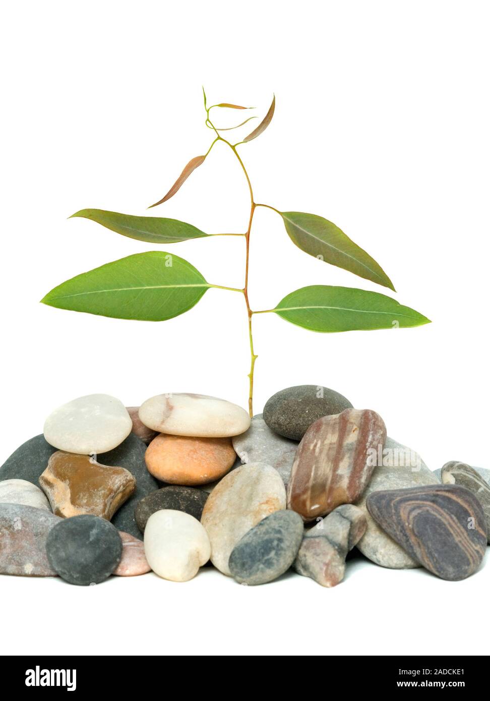 Shoot of tree growing from pebbles isolated on white background Stock ...
