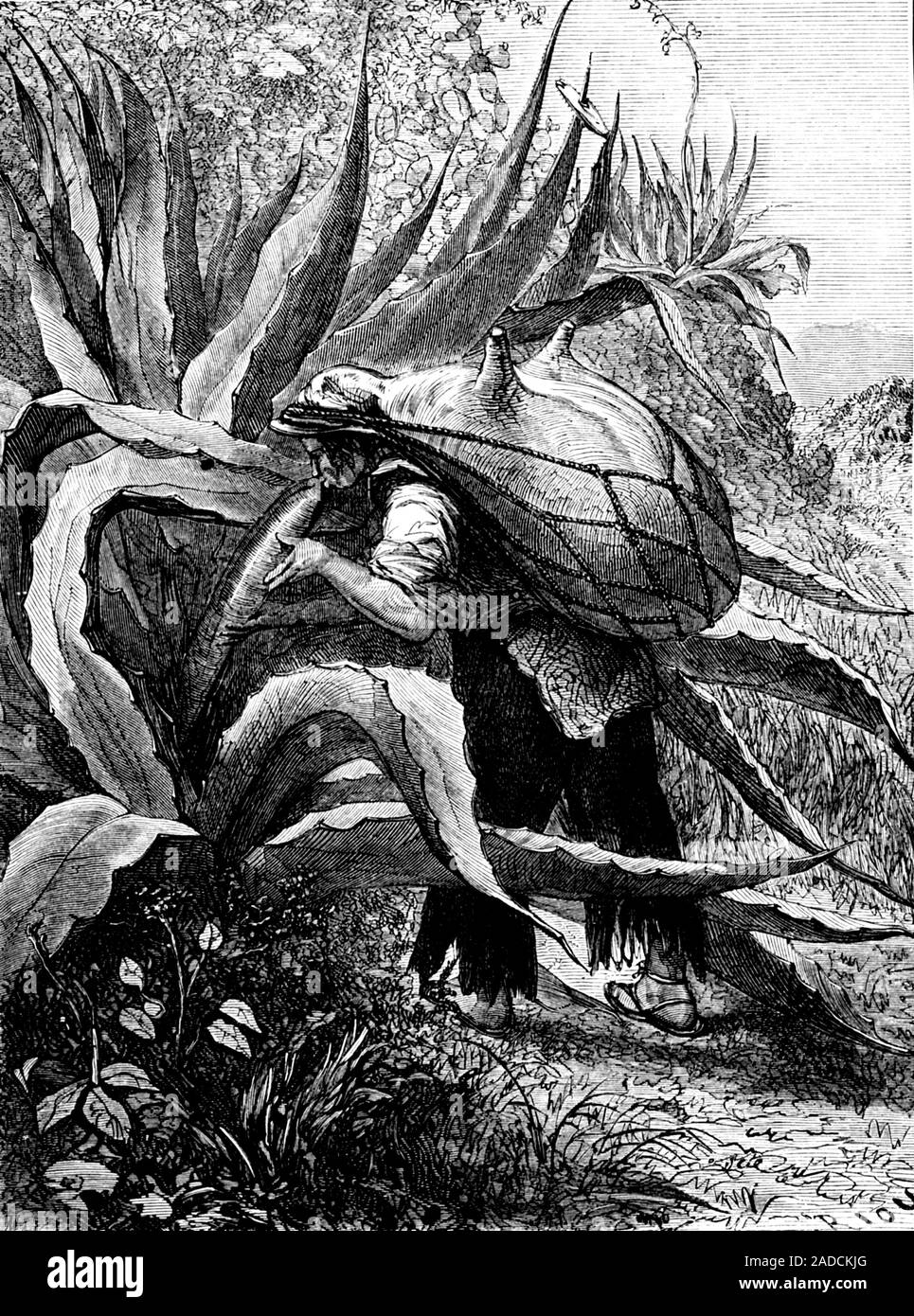 Agave harvest, Mexico. 1868 illustration of a man harvesting Agave sp ...
