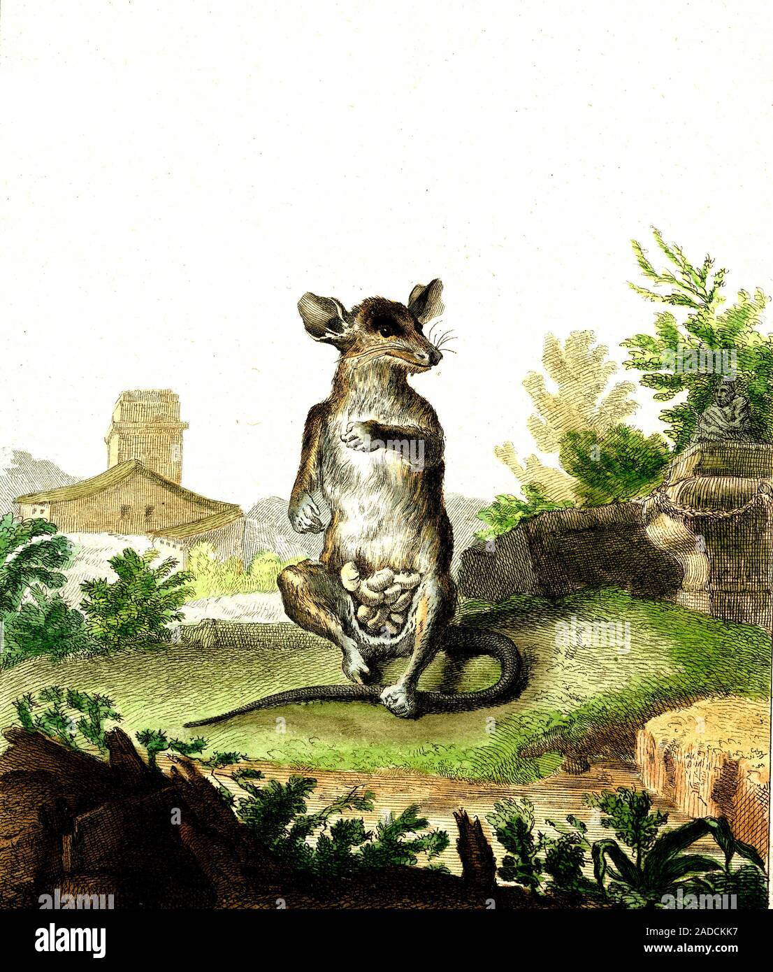 Mouse opossum (Marmosa sp.). 1856 anatomical illustration of a mouse ...