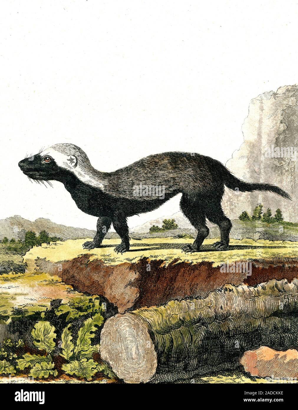 Greater grison (Galictis vittata), 1856 illustration. The greater ...