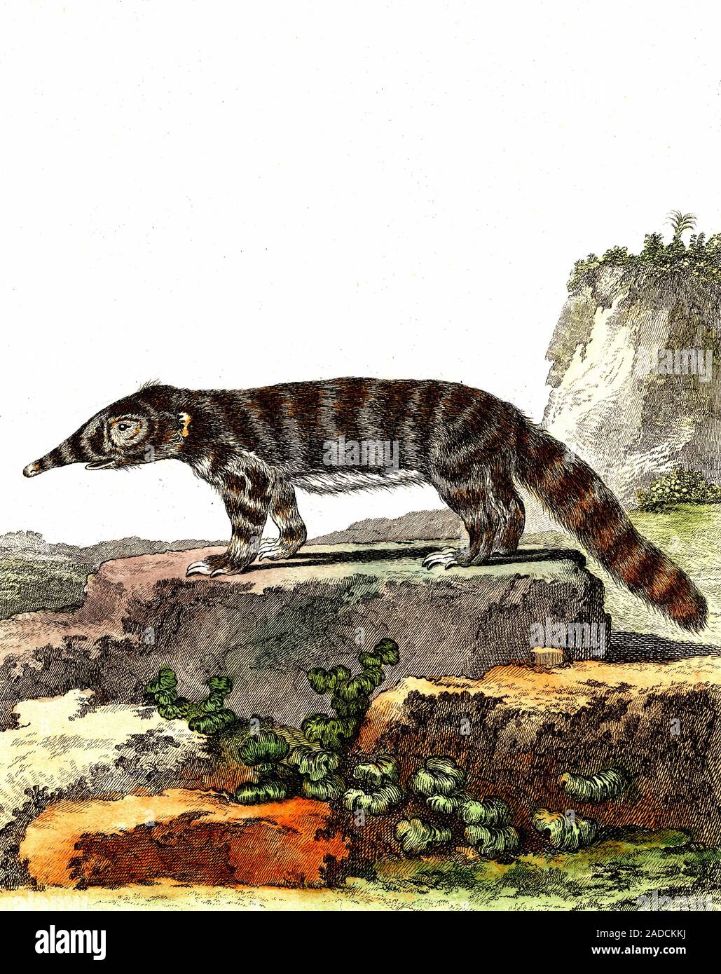 Southern tamandua (Tamandua tetradactyla), 1856 illustration. The ...