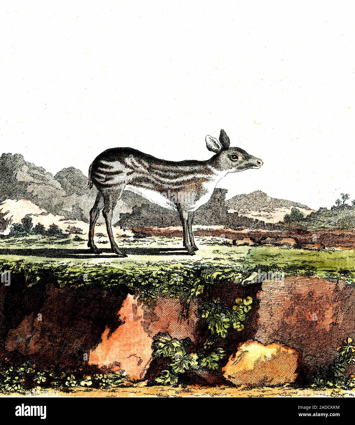 Alpine musk deer (Moschus chrysogaster), 1856 illustration. This musk ...