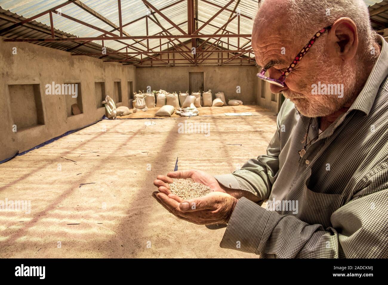 Grain drying area. Man examining grains from a harvested crop being ...