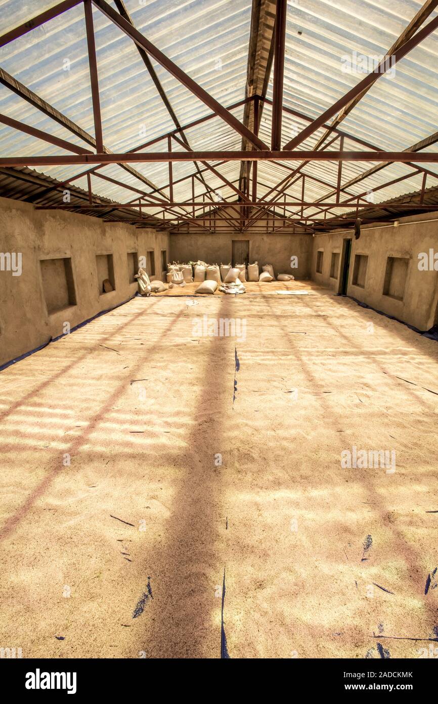 Grain drying area. Grains from a harvested crop being dried ready to be ...