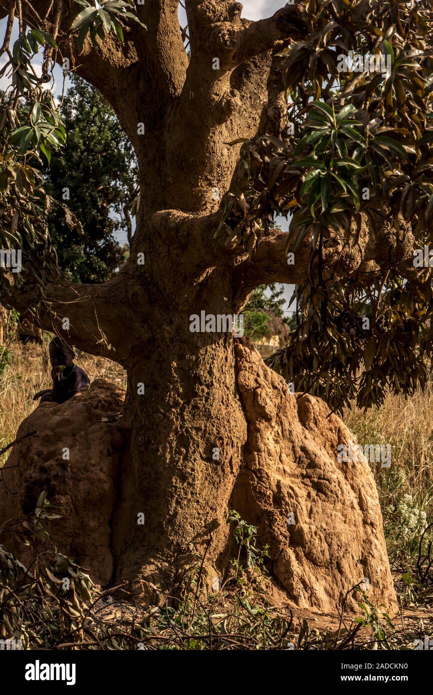 Tree and termite mound, Uganda. Boy eating fruit under a tree, with the ...