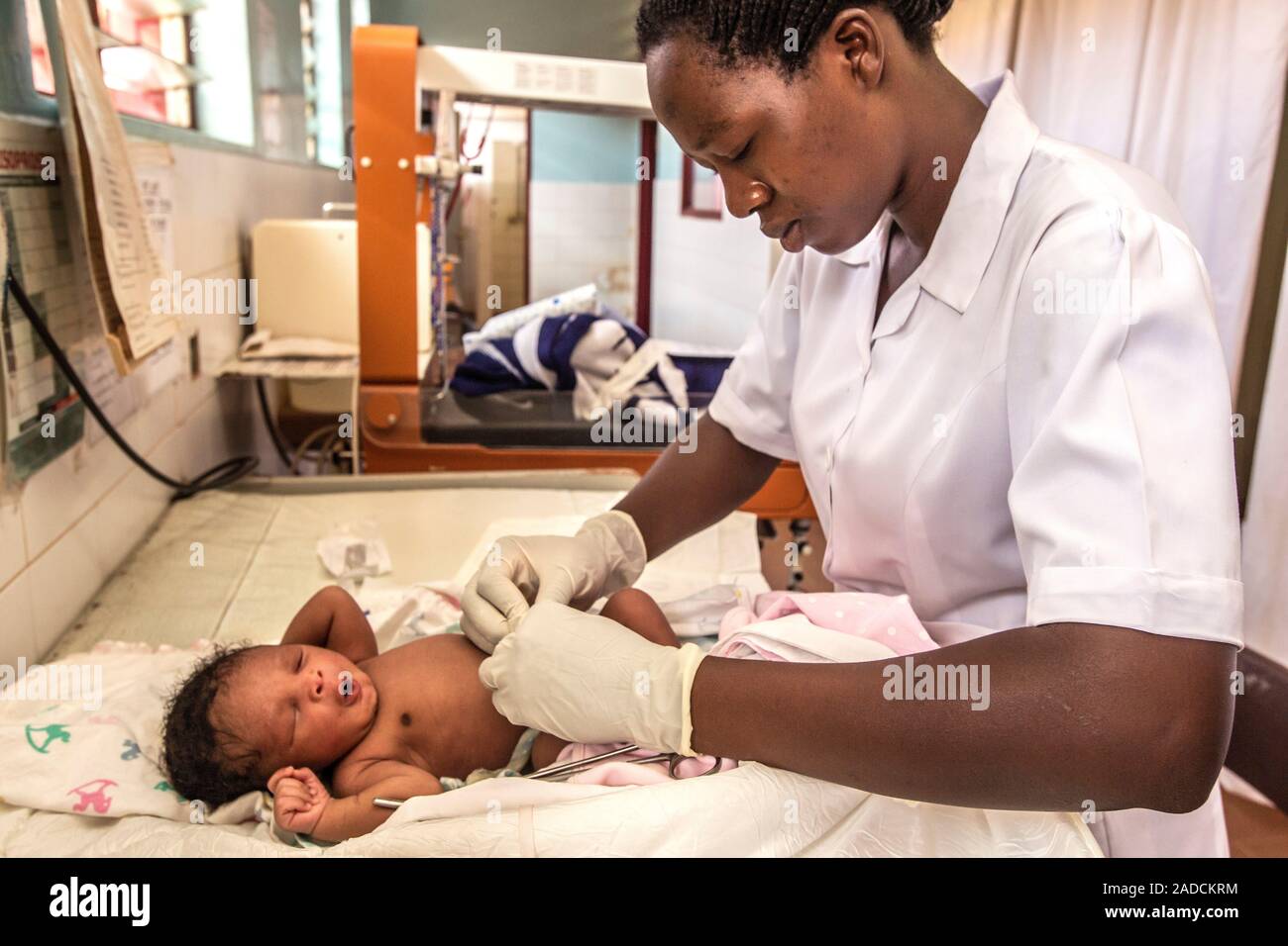 Hospital nurse removing newborn baby's umbilical cord. Photographed in ...