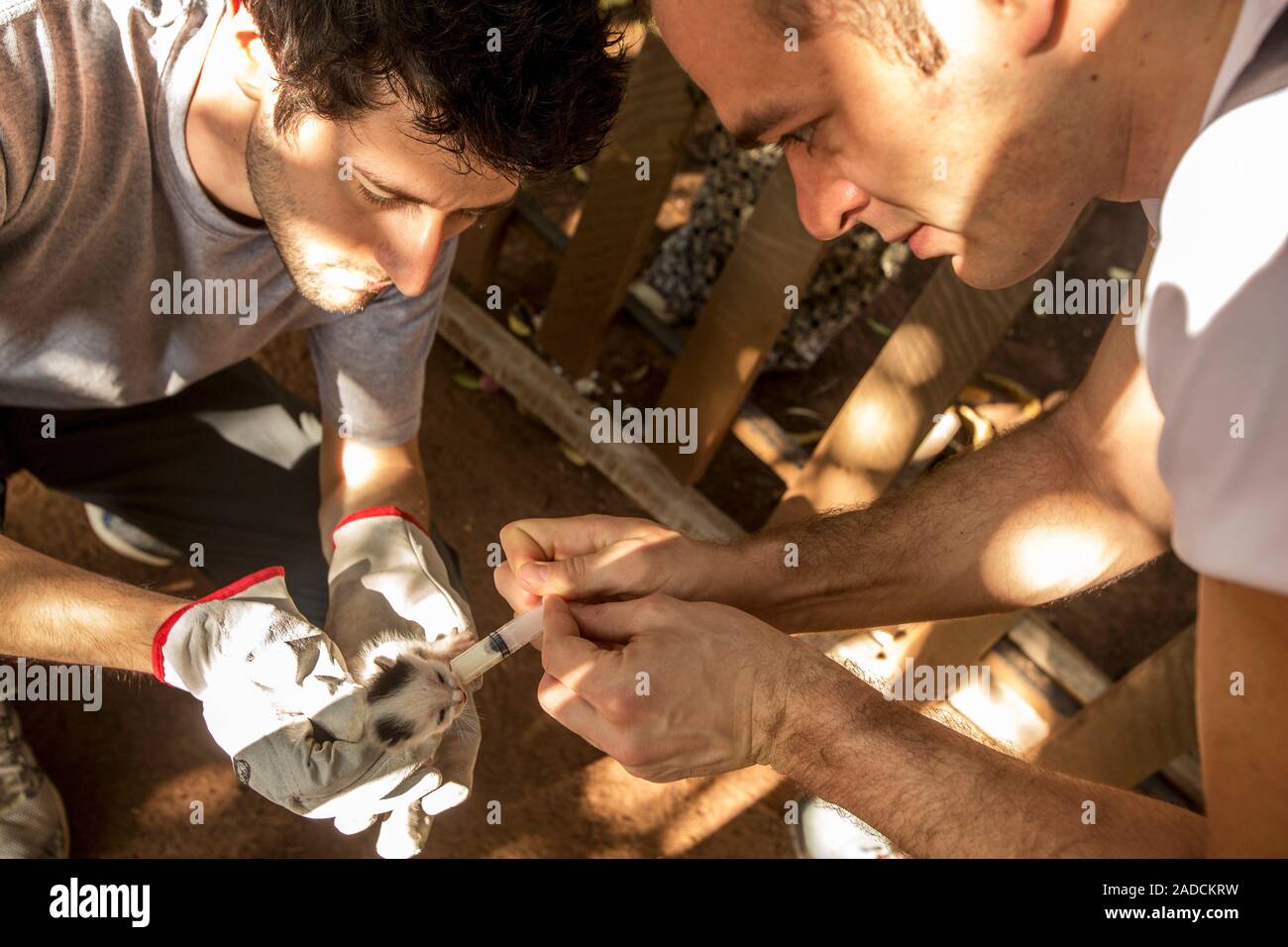 Hand-rearing a kitten. Young kitten being fed milk with a syringe by ...