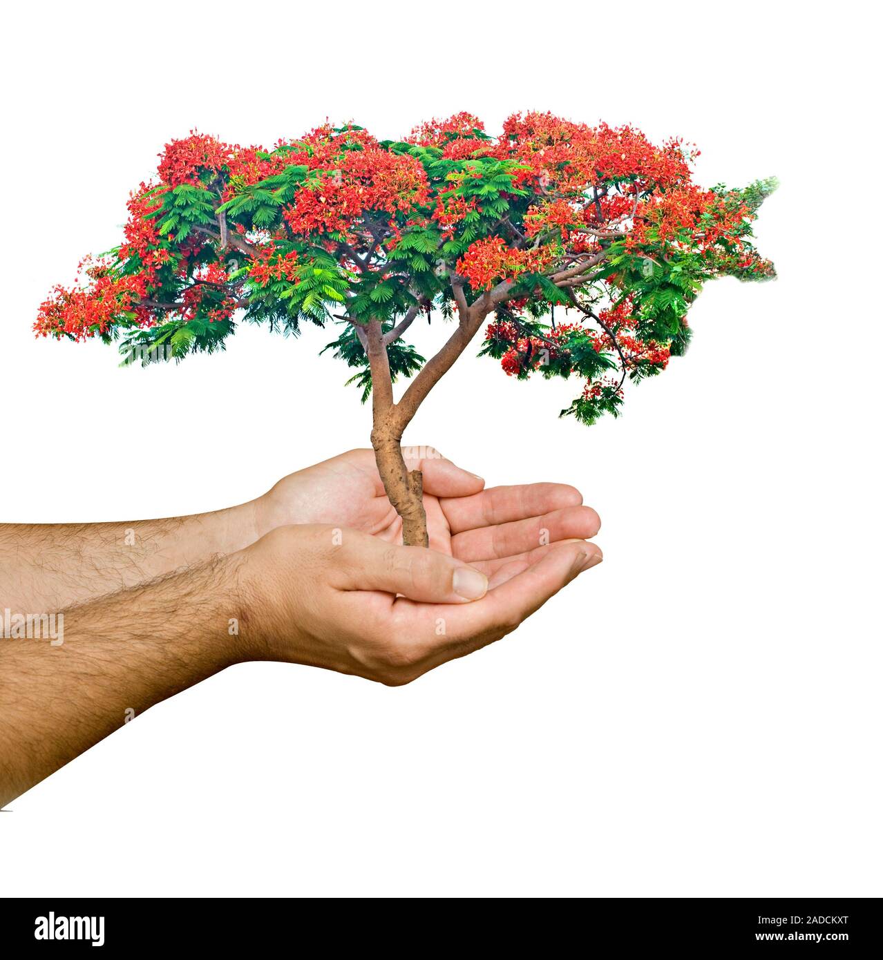 Flowering tree in palms Stock Photo - Alamy