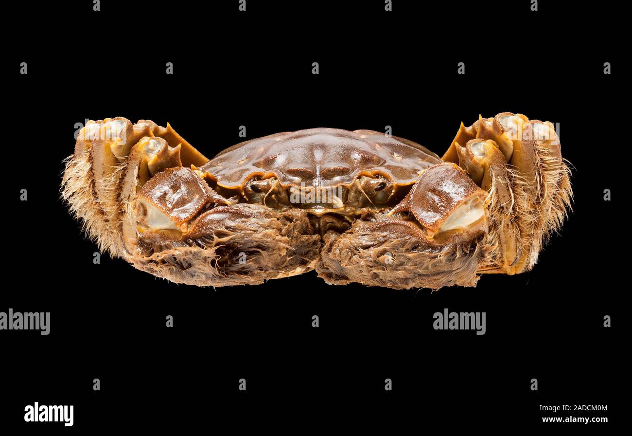 Chinese mitten crab (Eriocheir sinensis). This medium-sized burrowing ...