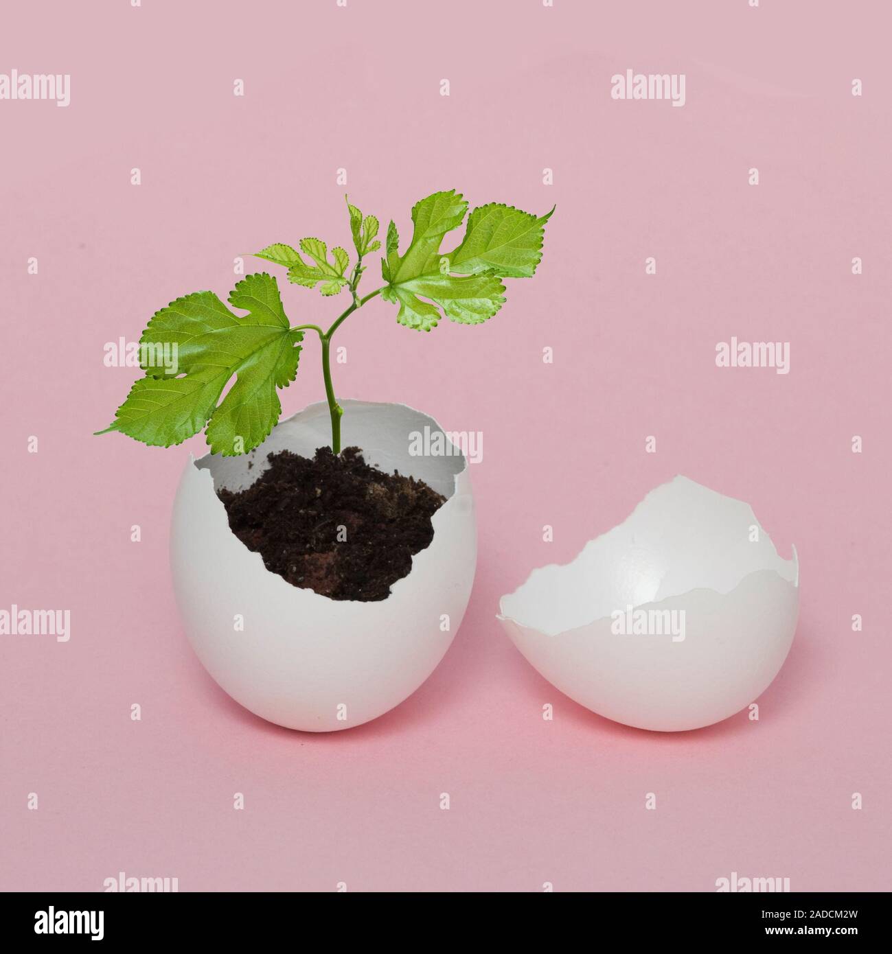 A tree hatching from egg Stock Photo - Alamy