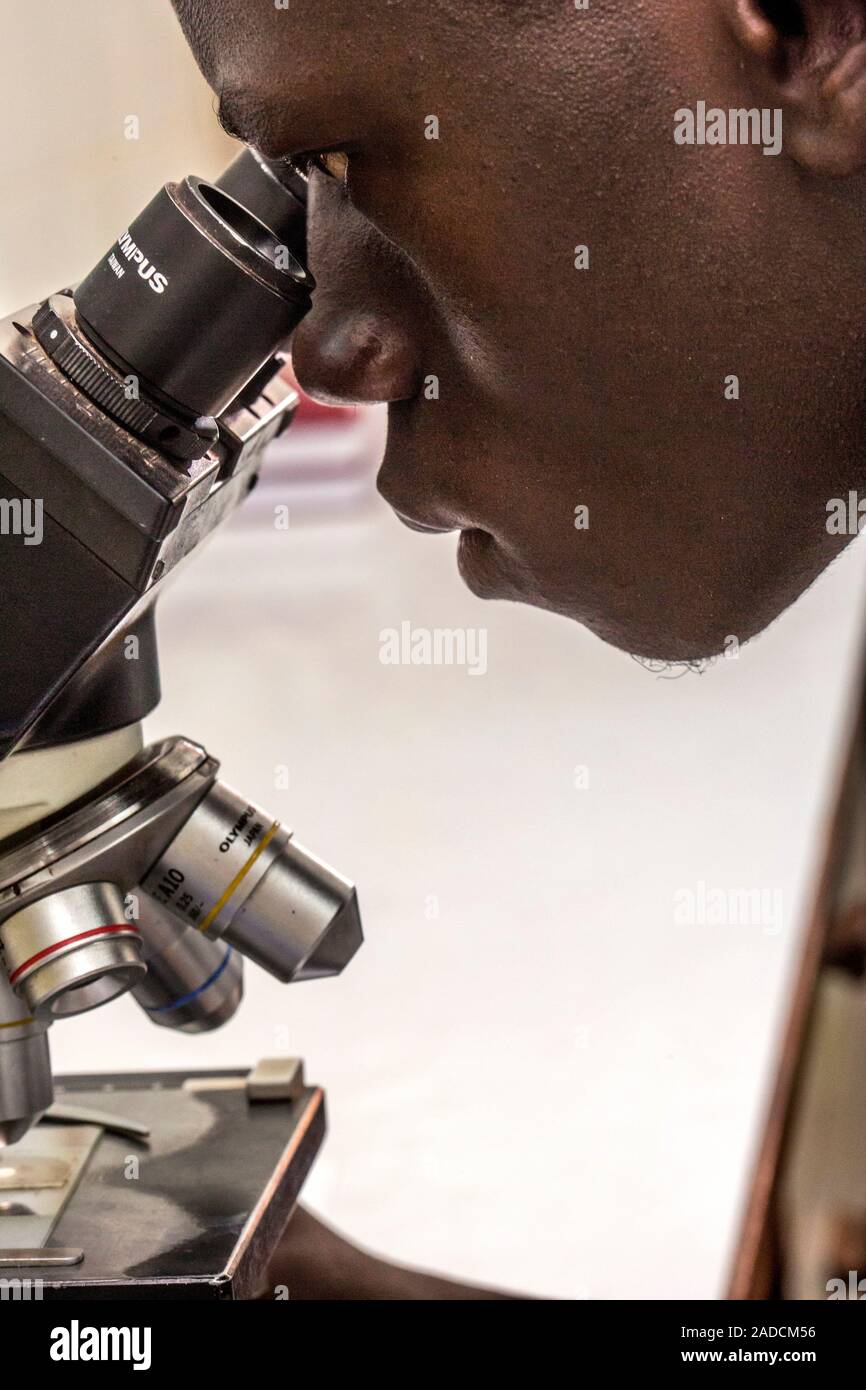 Blood analysis. Medical student using a light microscope to analyse a ...