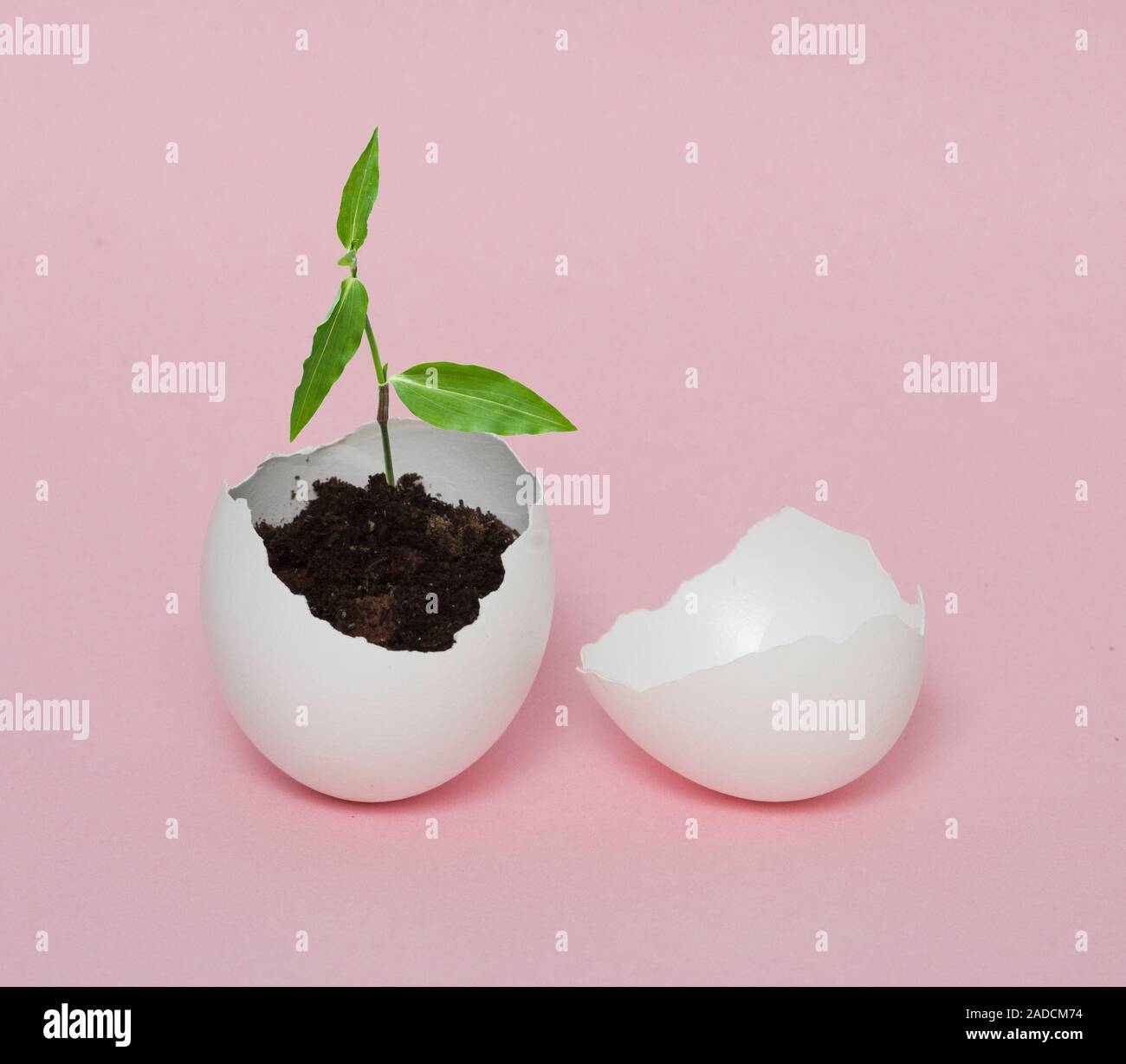 A plant hatching from egg Stock Photo - Alamy