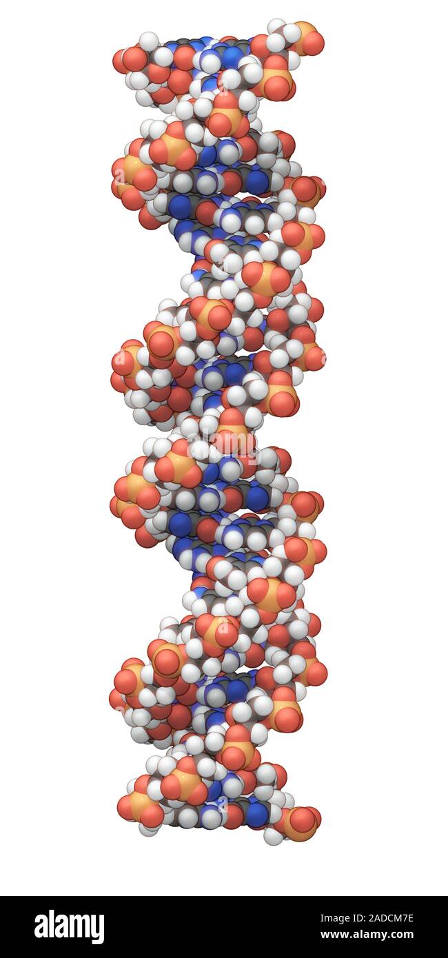 DNA molecule, computer illustration. DNA (deoxyribonucleic acid) is ...