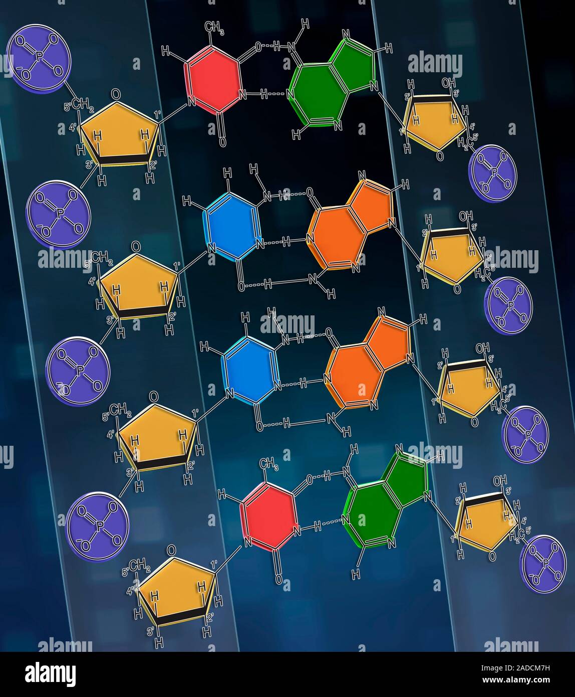 DNA nucleotide bases, computer illustration. Model representing the ...