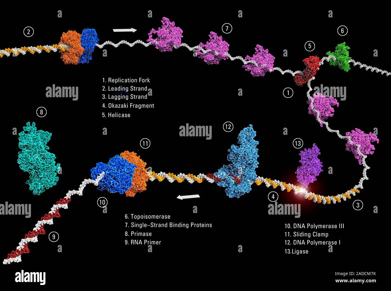 DNA replication, computer illustration. DNA (deoxyribonucleic acid) is ...