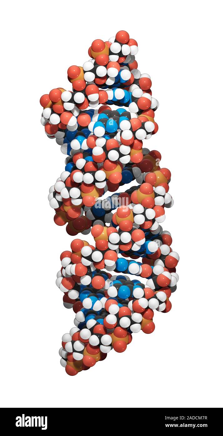 Messenger RNA, computer illustration. Messenger RNA (mRNA) refers to a ...