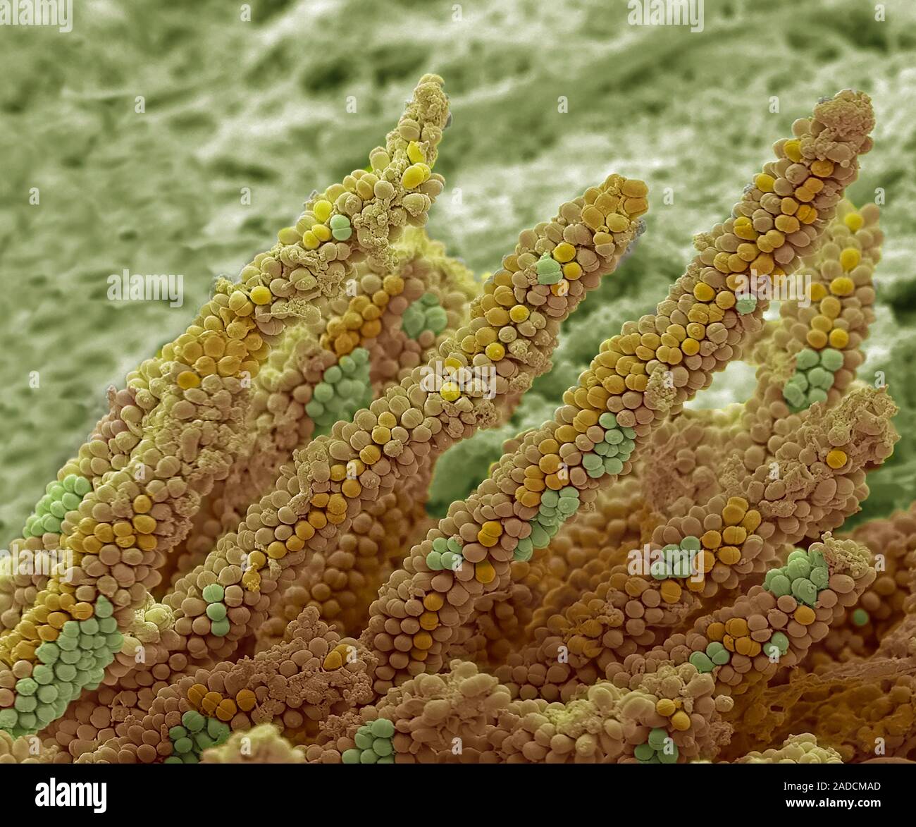 Tooth bacteria. Coloured scanning electron micrograph (SEM) of bacteria ...