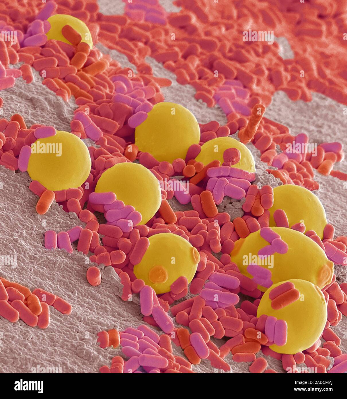Probiotic flora, coloured scanning electron micrograph (SEM ...