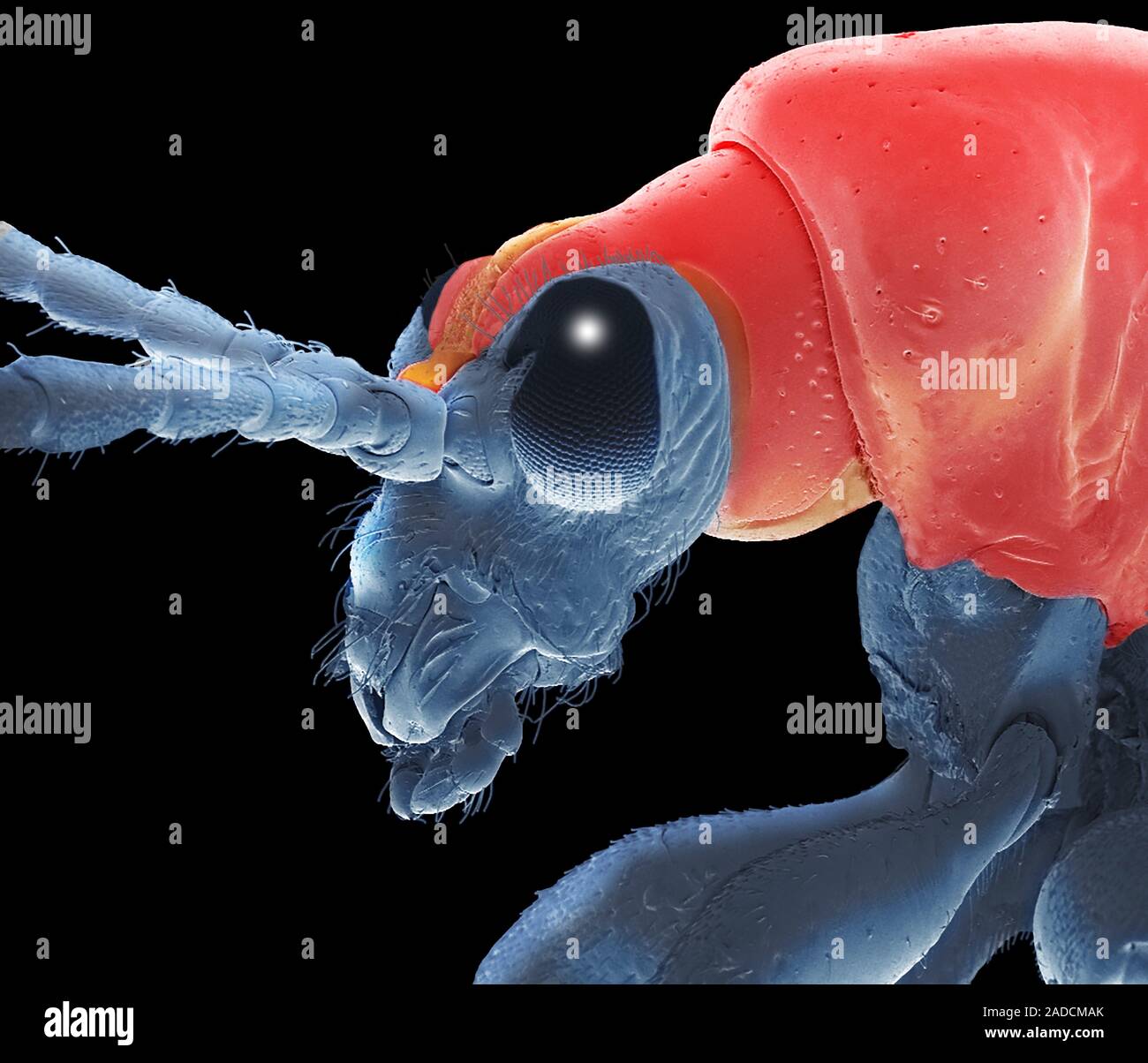 Lily beetle. Coloured scanning electron micrograph of a lily beetle ...
