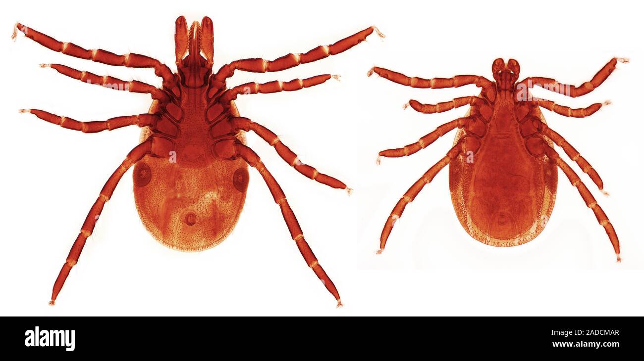 Male (right) and female (left) Lyme disease ticks. Light micrograph (LM ...