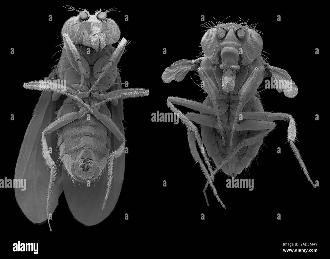 Normal (left) and mutant (right) fruit flies (Drosophila melanogaster ...