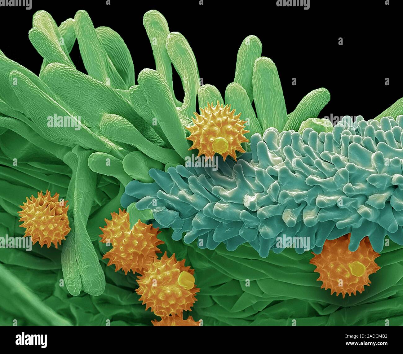Michaelmas daisy anther. Coloured scanning electron micrograph (SEM) of ...