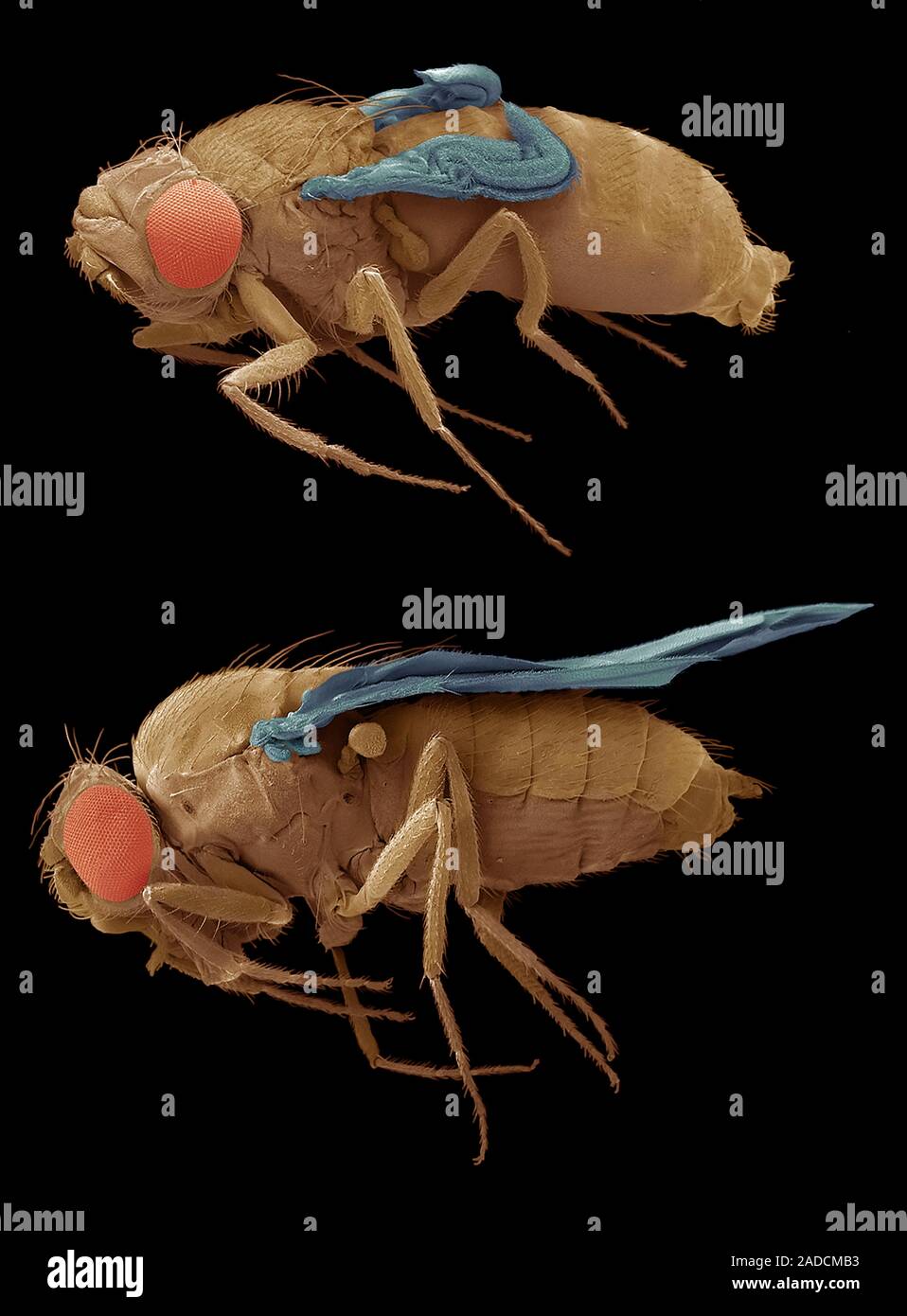 Normal (bottom) and mutant (top) fruit flies (Drosophila melanogaster ...