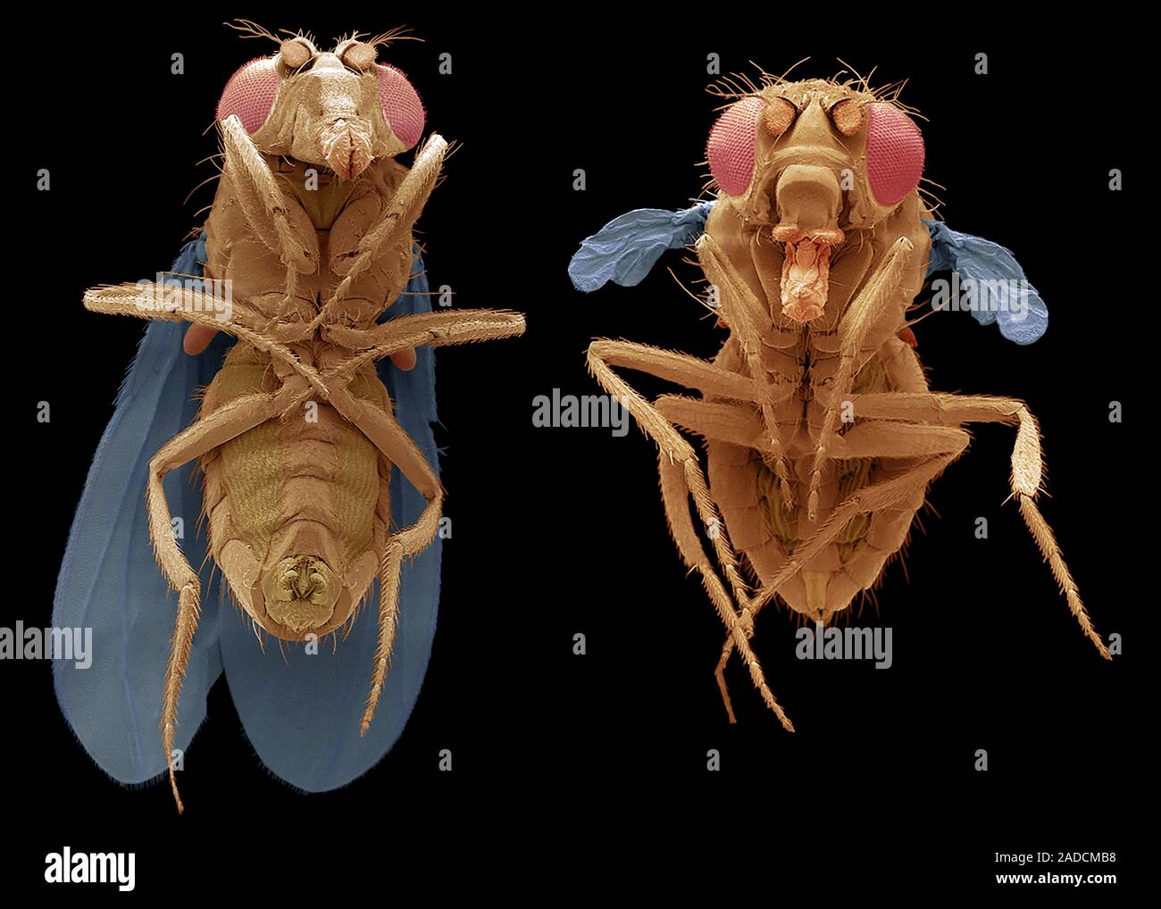 Normal (left) and mutant (right) fruit flies (Drosophila melanogaster ...
