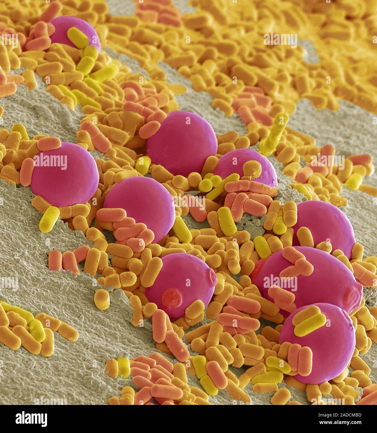 Probiotic flora, coloured scanning electron micrograph (SEM ...