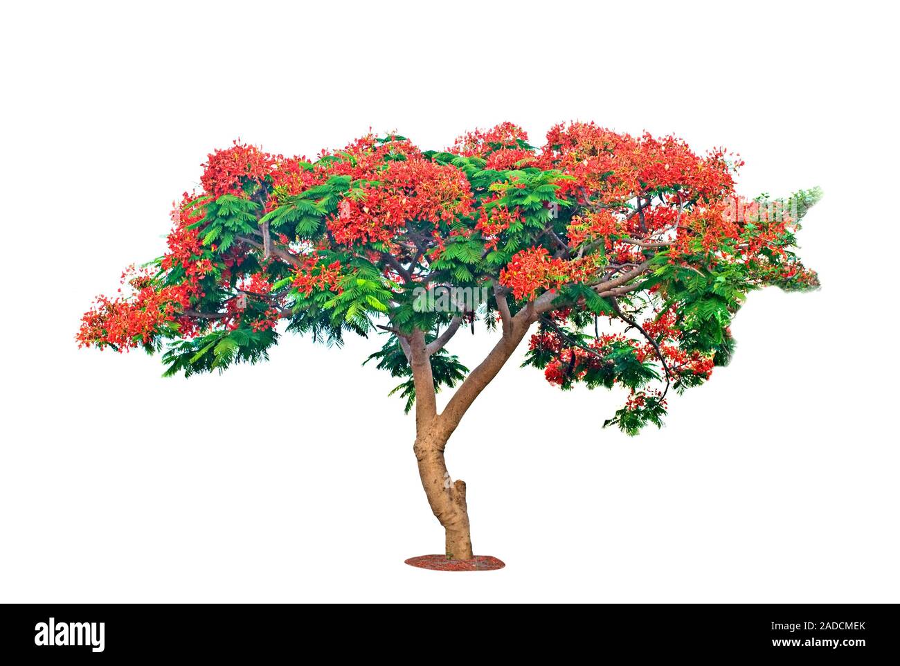 Flowering tree isolated on white background Stock Photo - Alamy
